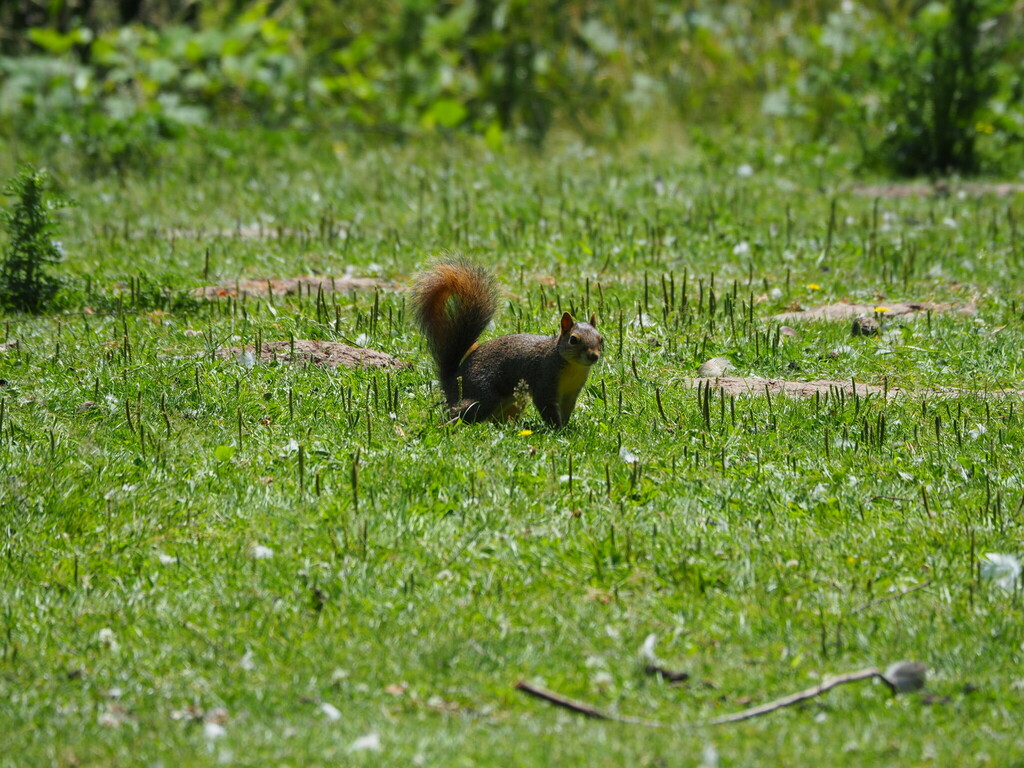 Fox Squirrel from Dawson Creek, Hillsboro, OR, USA on July 1, 2022 at ...