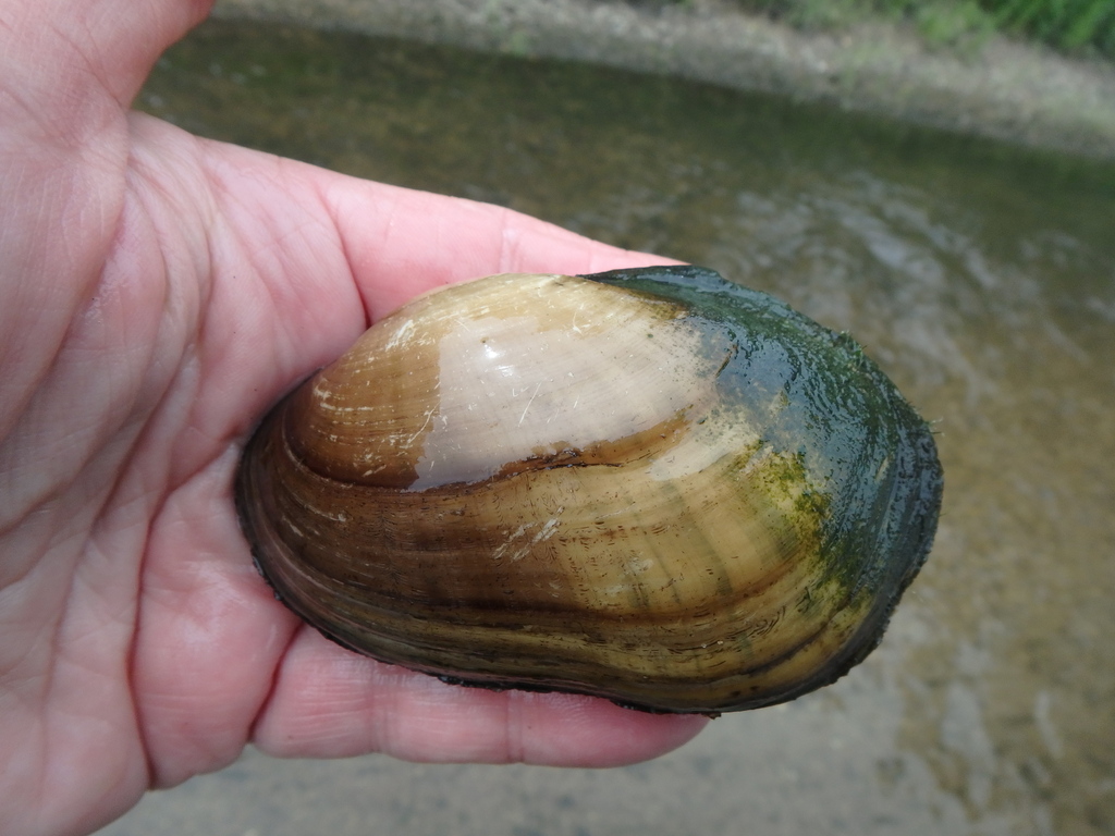 Fatmucket from Winnebago County, IL, USA on July 01, 2022 at 11:03 AM ...