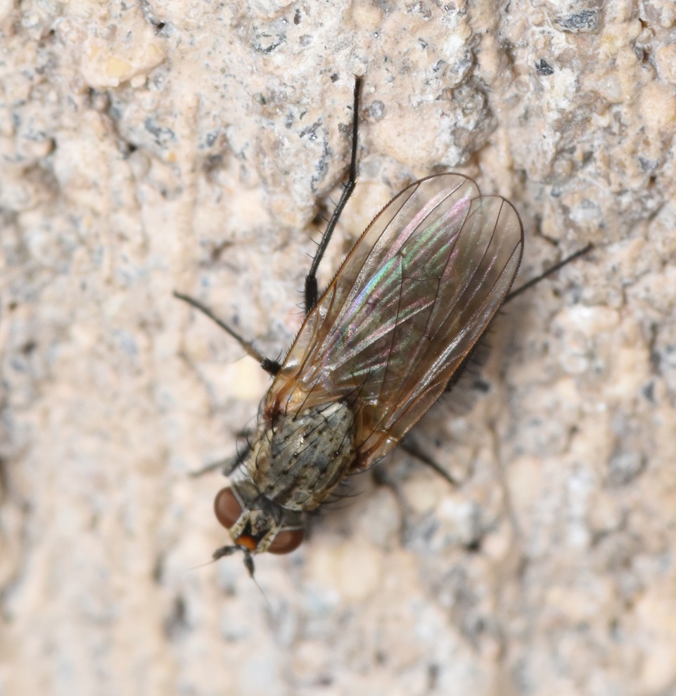 Seaweed Flies from Pacific Heights, Saskatoon, SK S7L, Canada on July ...