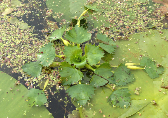 Water caltrop from Pine Grove Rd, Richland, NY, US on July 08, 2015 at ...