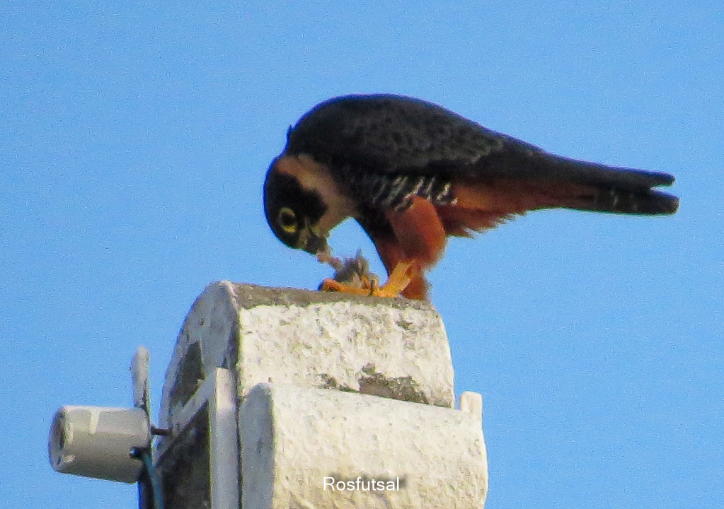 Bat Falcon from Serra, ES, Brasil on May 19, 2022 by Roberto De ...