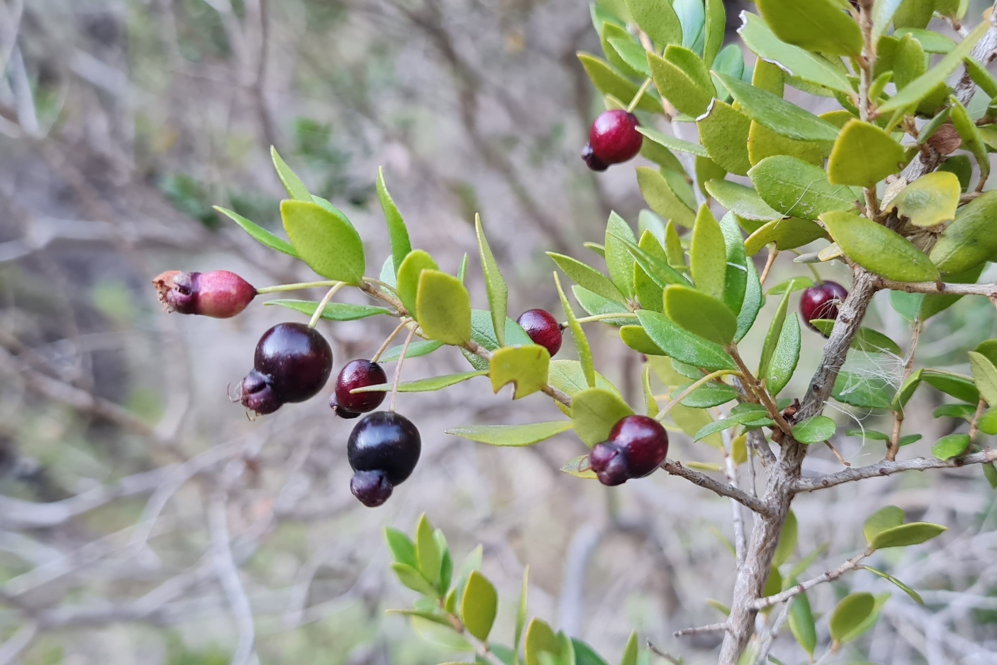 Luma chequen (Molina) A.Gray