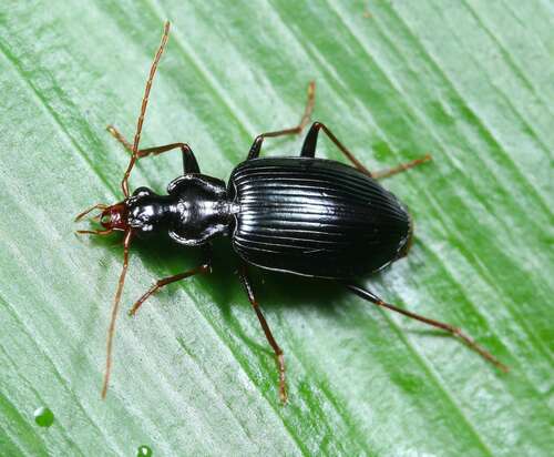 Genus Colpodes · iNaturalist