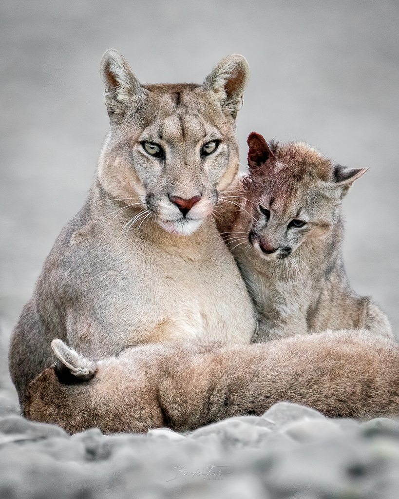 Felids (Felidae) - Know Your Mammals