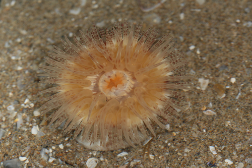 Parasitic Sea Anemone (Allantactis parasitica) wildspecies.ca