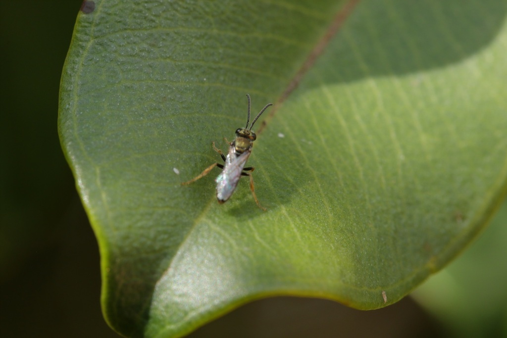 Bees from Carnarvon WA 6701, Australia on June 8, 2022 at 12:45 PM by ...
