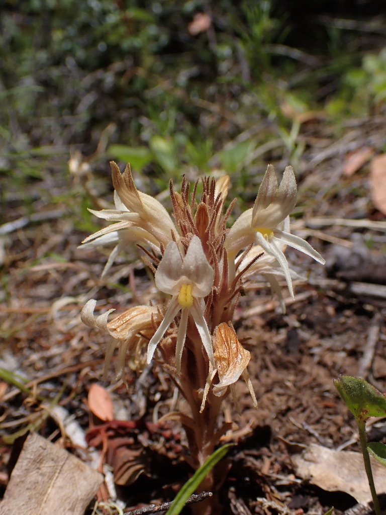 California Broomrape from Sonoma County, CA, USA on July 1, 2022 at 01: ...