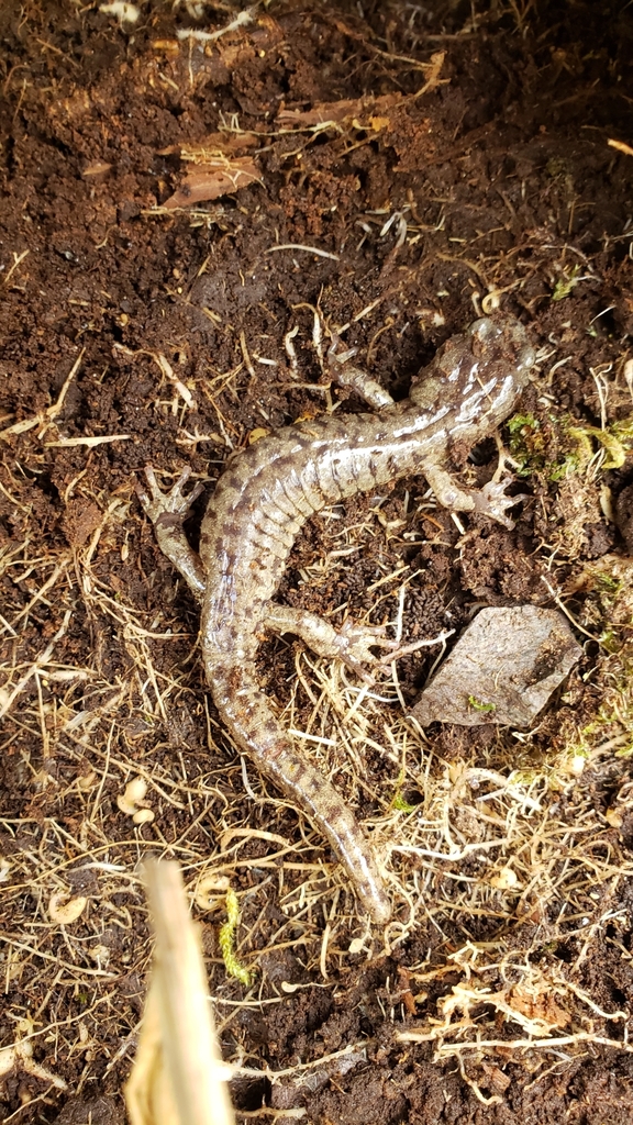 Wandering Salamander from Alberni-Clayoquot, BC, Canada on July 01 ...