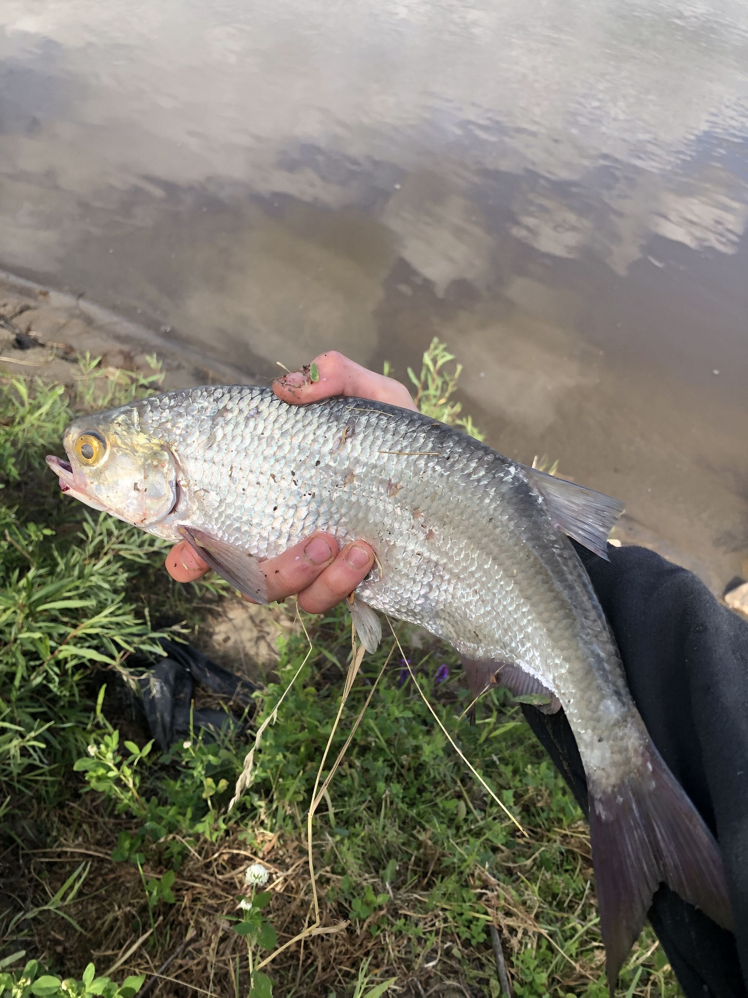 Hiodon Lesueur, 1818