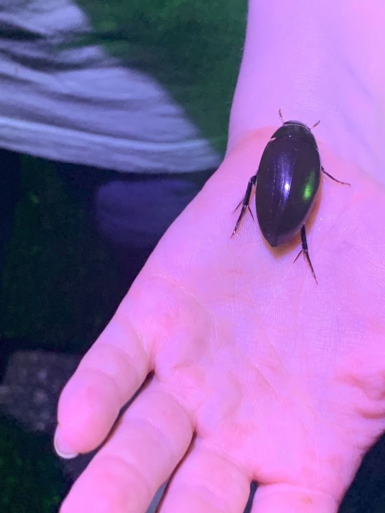 Giant Water Scavenger Beetle in July 2022 by Sarah Kulis · iNaturalist