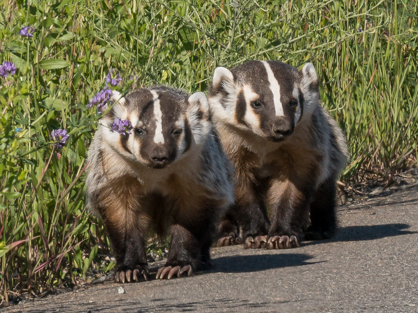 American Badger from Thompson-Nicola, BC, Canada on June 30, 2022 at 05 ...