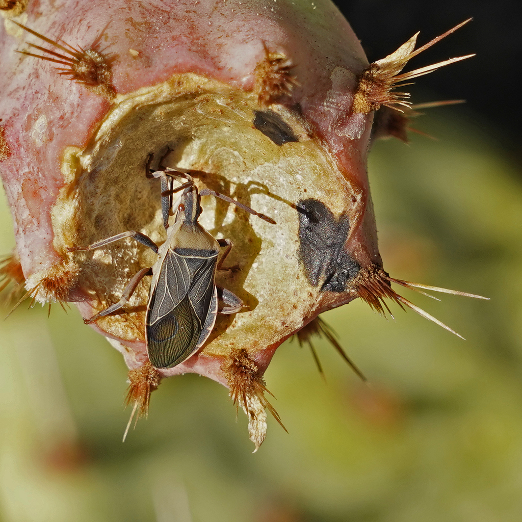 Cactus Coreid from Featherly Regional Park, CA, USA on July 01, 2022 at ...