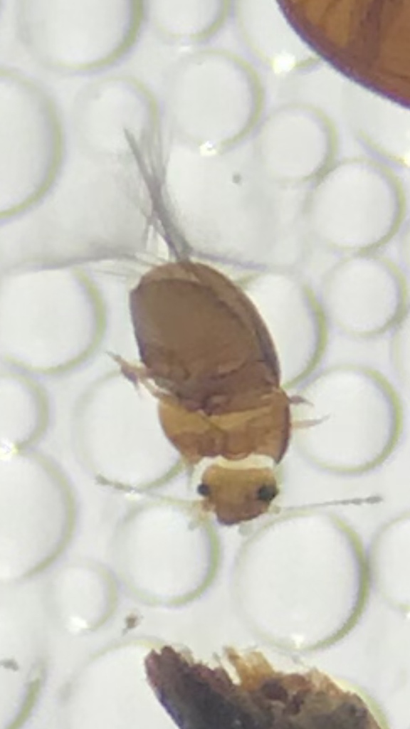 Feather-winged Beetles from Daintree National Park, Dedin, QLD, AU on ...