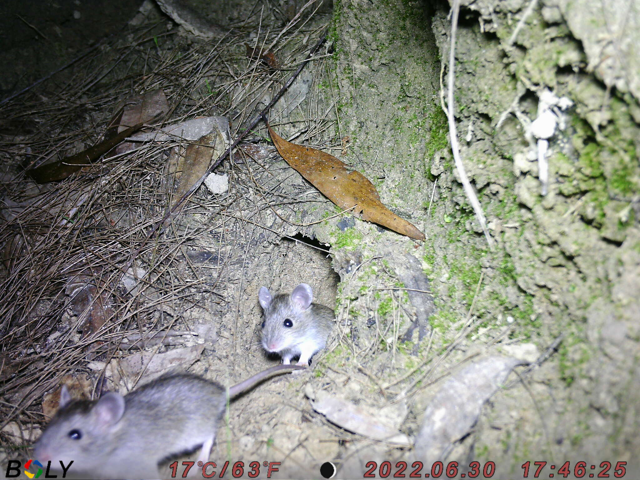 Rattus tunneyi (Thomas, 1904)