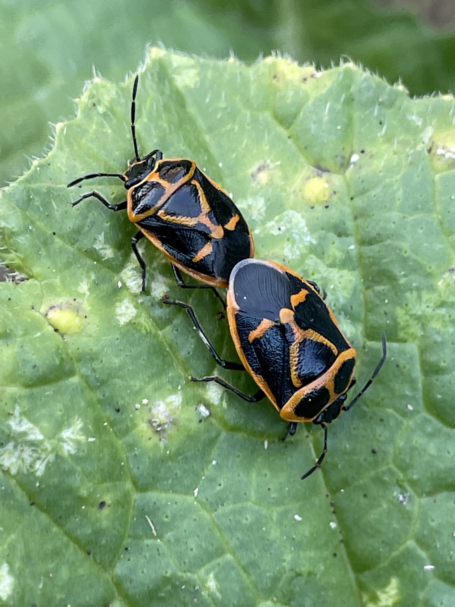 Eurydema gebleri Kolenati, 1846