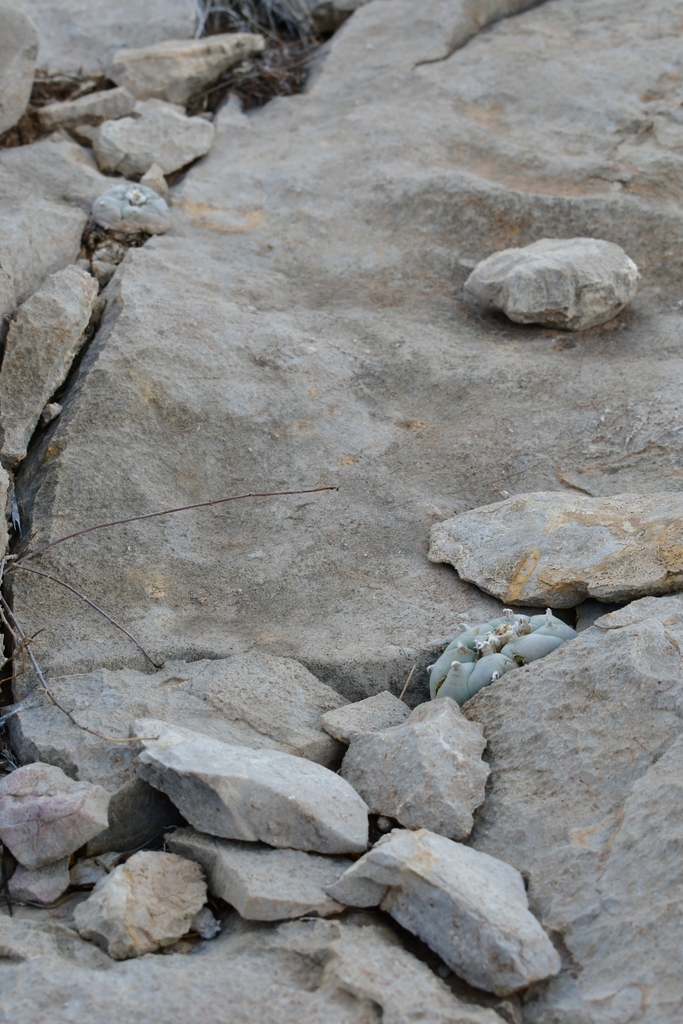 Peyote in July 2022 by Joey Santore · iNaturalist
