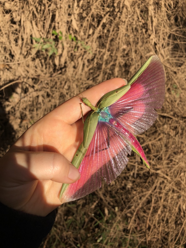 Red-winged Stick Insect from Bents Basin State Conservation Area ...