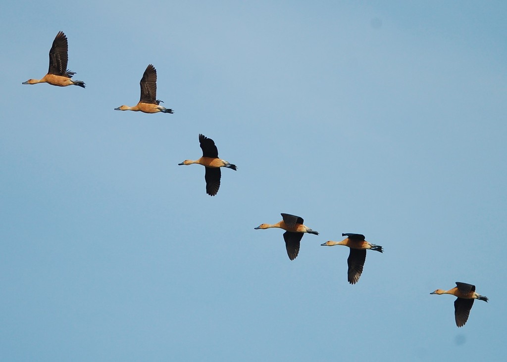 Fulvous Whistling-Duck from Cameron County, TX, USA on July 9, 2018 at ...