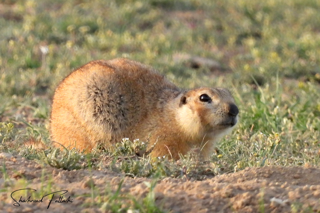 Yellow Ground Squirrel from XF34+R37, Gharpuz Abad, Qazvin Province ...