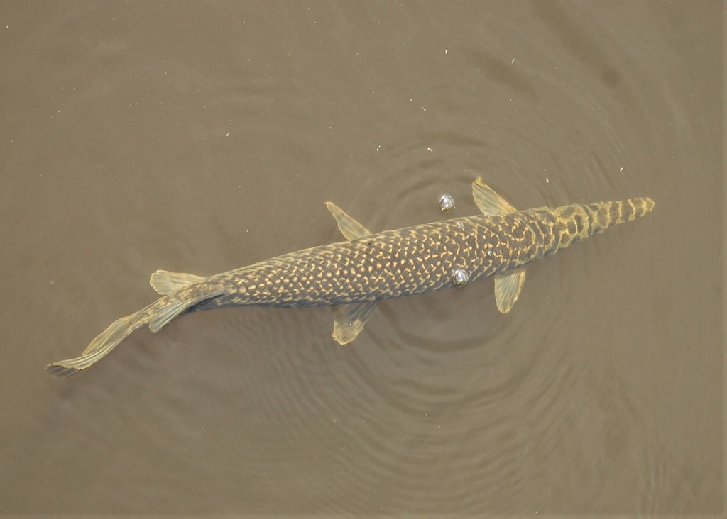 Spotted Gar from Cameron County, TX, USA on July 9, 2018 at 10:51 AM by ...