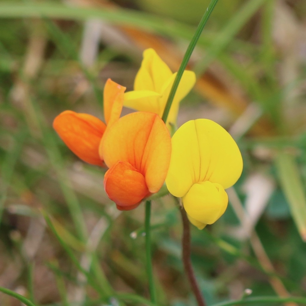 bird's-foot trefoils and deervetches from Mayo, Ireland on July 01 ...