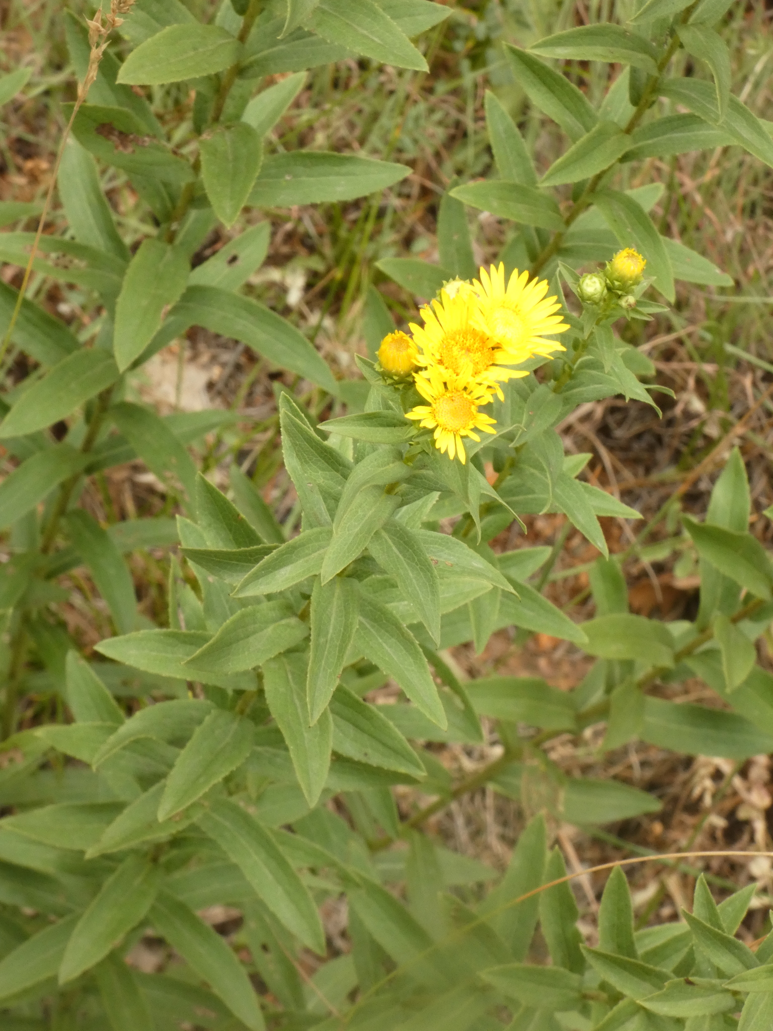 Pentanema spiraeifolium (L.) D.Gut.Larr., Santos-Vicente, Anderb., E ...