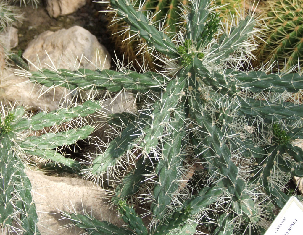 Clavellina (LIFE medCLIFFS) · iNaturalist