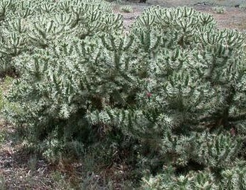 Clavellina (LIFE medCLIFFS) · iNaturalist