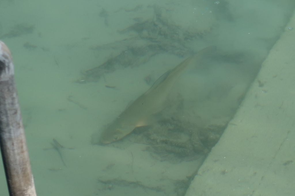 Tench from Klagenfurt am Wörthersee, Österreich on July 02, 2022 at 11: ...