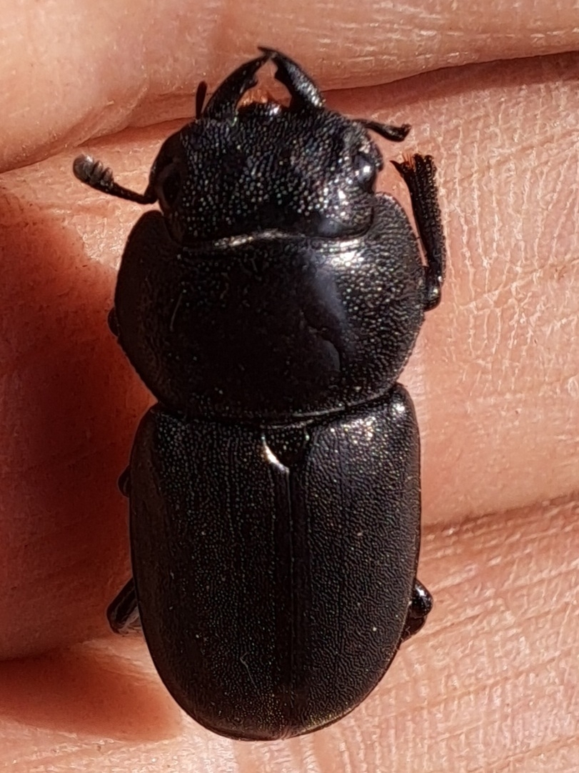 Dorcus rectus rectus