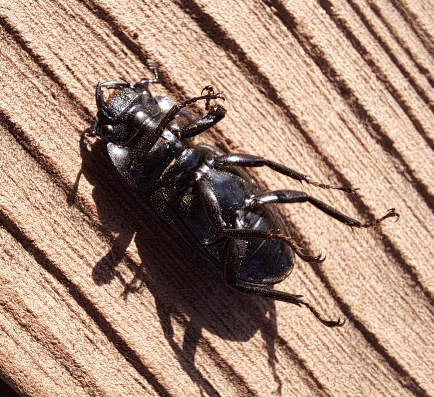 Dorcus rectus rectus