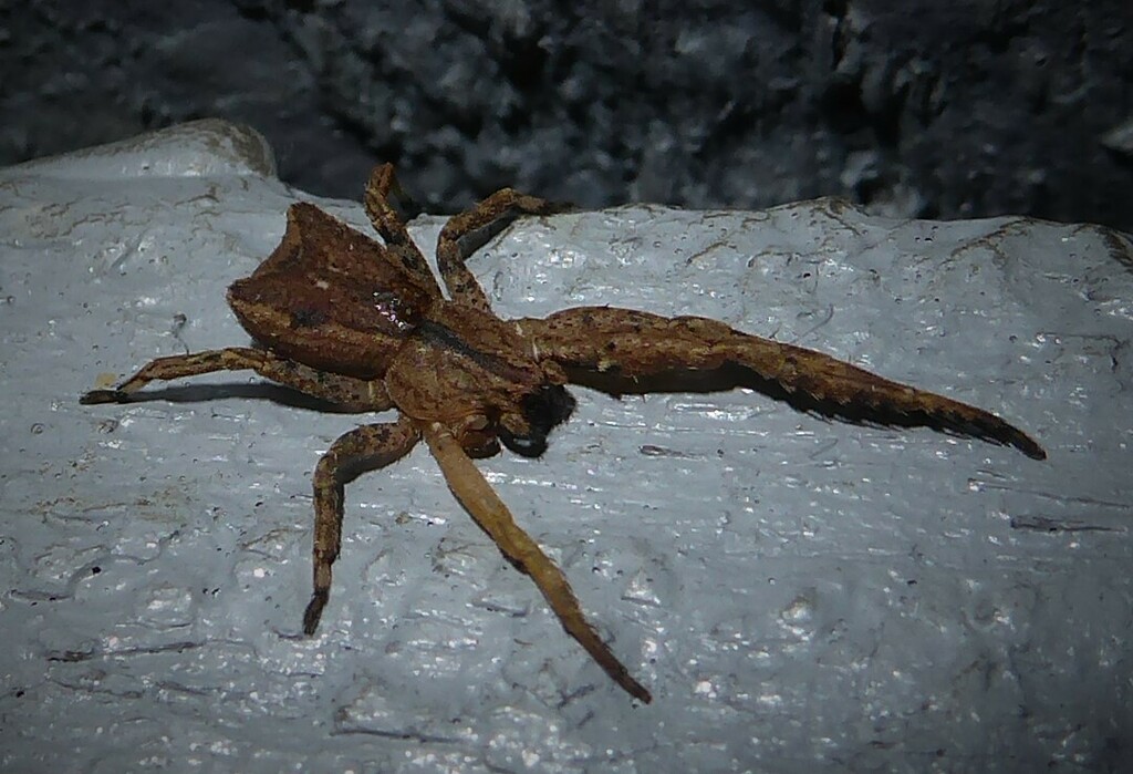 Square-ended Crab Spider from Waikouaiti, New Zealand on March 3, 2021 ...