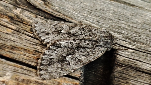 Polia vespertilio · iNaturalist