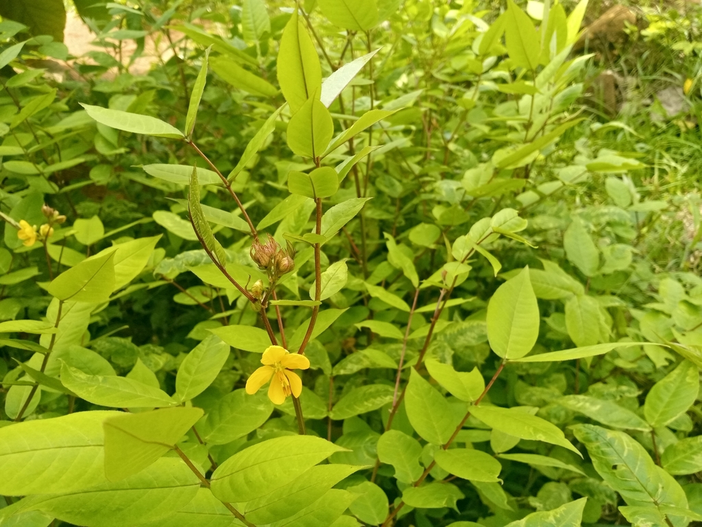 Coffee Senna from 02bp395, Parakou, Bénin on July 2, 2022 at 10:11 AM ...