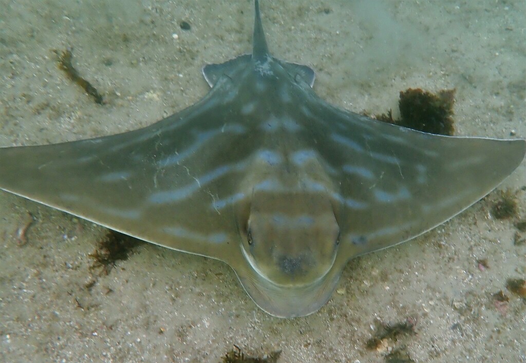 Southern Eagle Ray (Batoids of the World) · iNaturalist