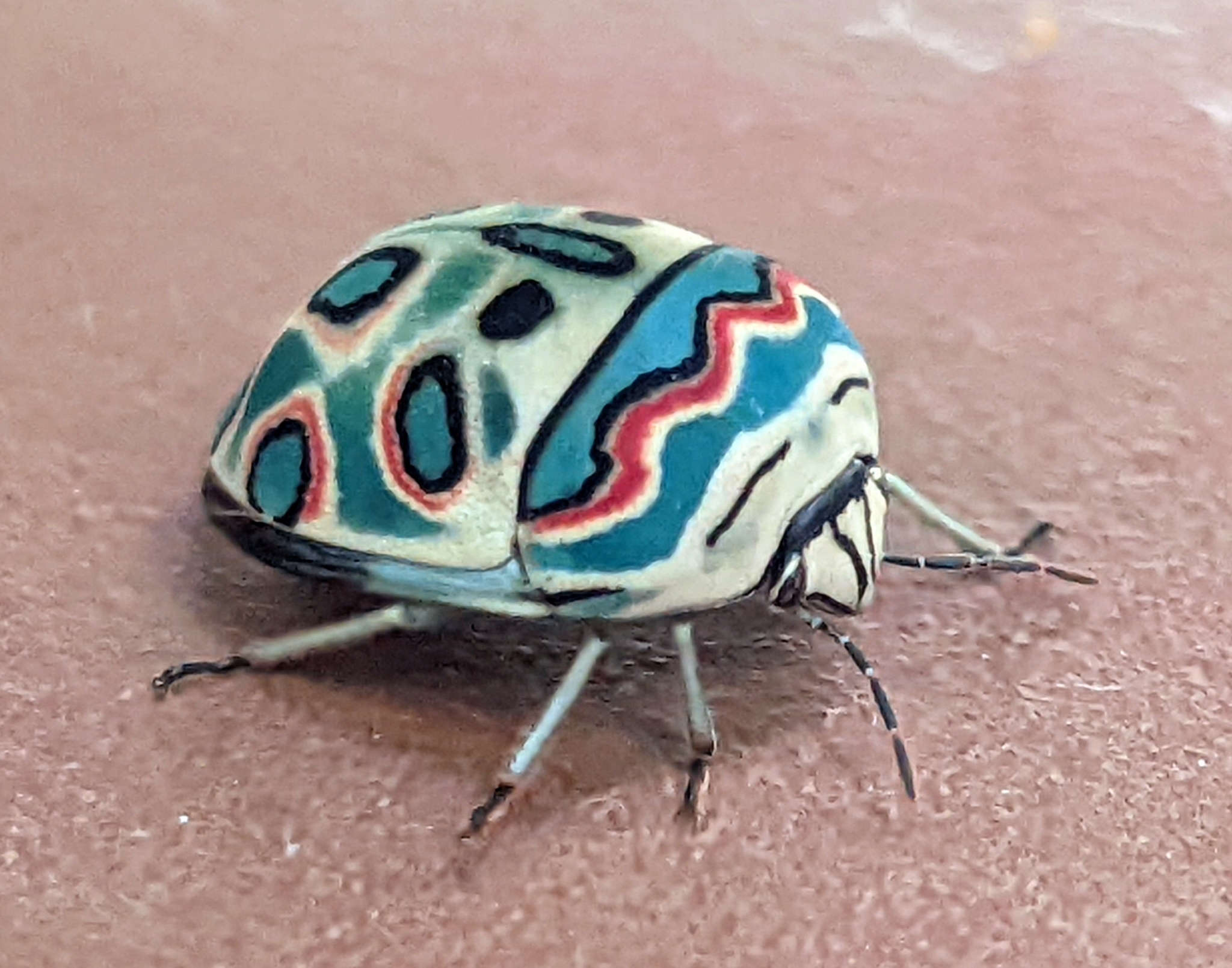 Sphaerocoris annulus