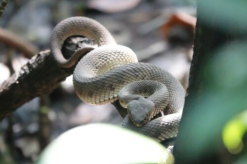 Mangrove Viper (Trimeresurus purpureomaculatus) - Snakes and Lizards
