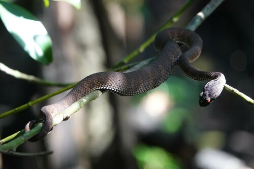 Mangrove Viper (Trimeresurus purpureomaculatus) - Snakes and Lizards
