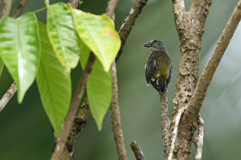 Pygmy Flowerpecker (Dicaeum pygmaeum) - Avian Discovery