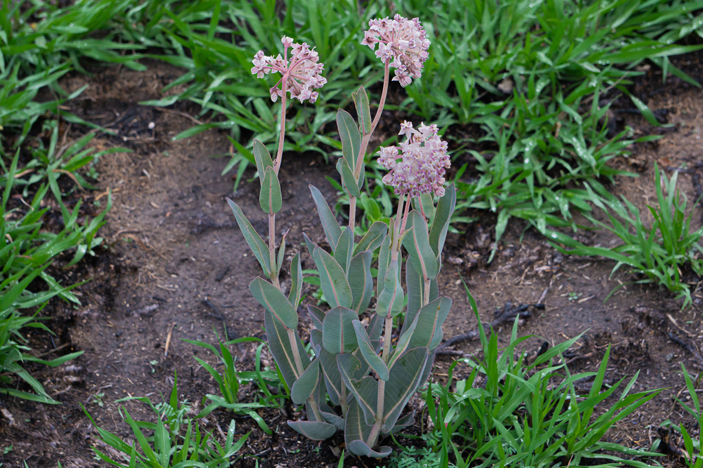 Asclepias macroura from Paseo Escénico S/N, 46048 Guadalajara, Jal ...