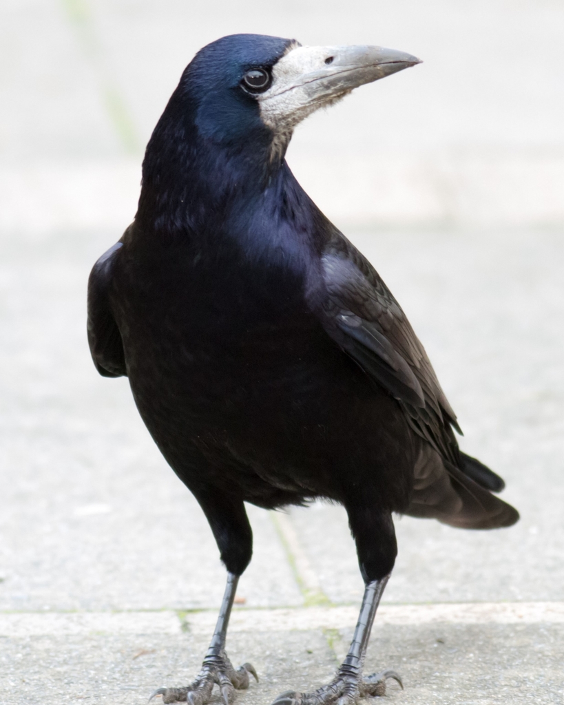 Rook (Birds of Serbia - guide - old) · iNaturalist