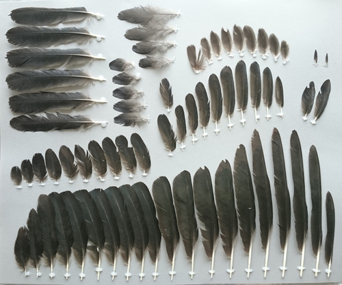 Rook (Birds of Serbia - guide - old) · iNaturalist