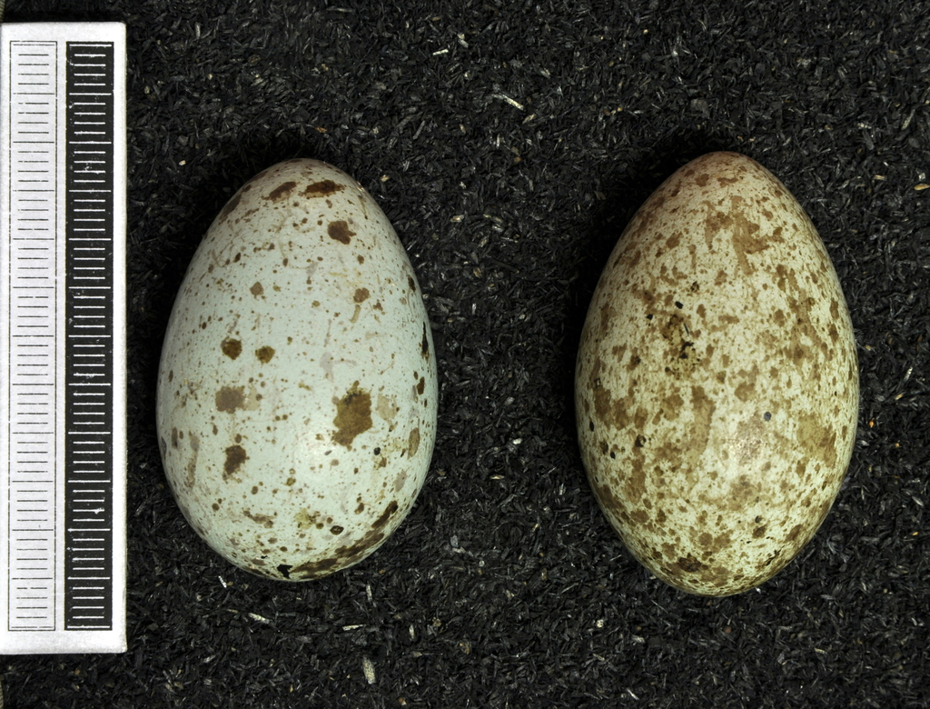 Rook (Birds of Serbia - guide - old) · iNaturalist