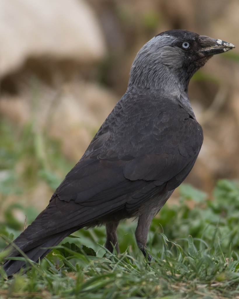 Eurasian Jackdaw (Birds of Serbia - guide - old) · iNaturalist