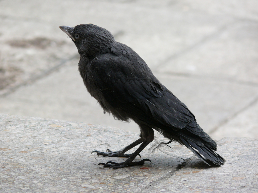Eurasian Jackdaw (Birds of Serbia - guide - old) · iNaturalist