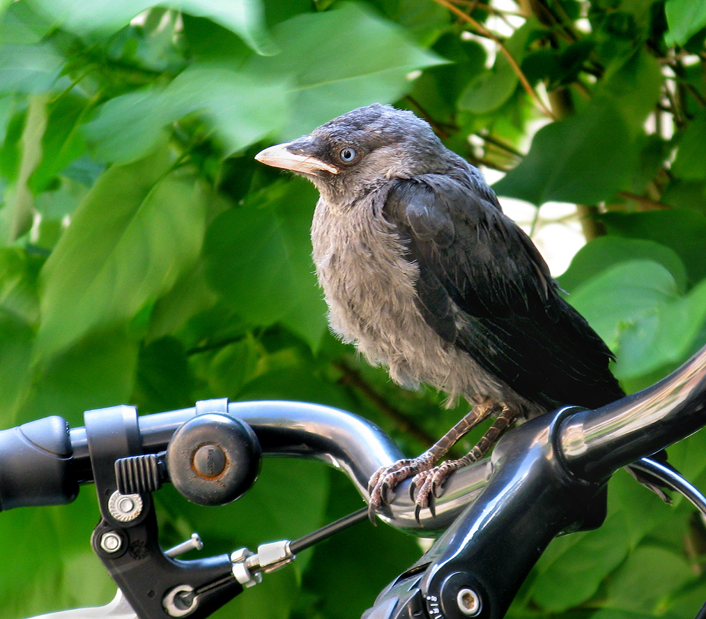 Eurasian Jackdaw (Birds of Serbia - guide - old) · iNaturalist