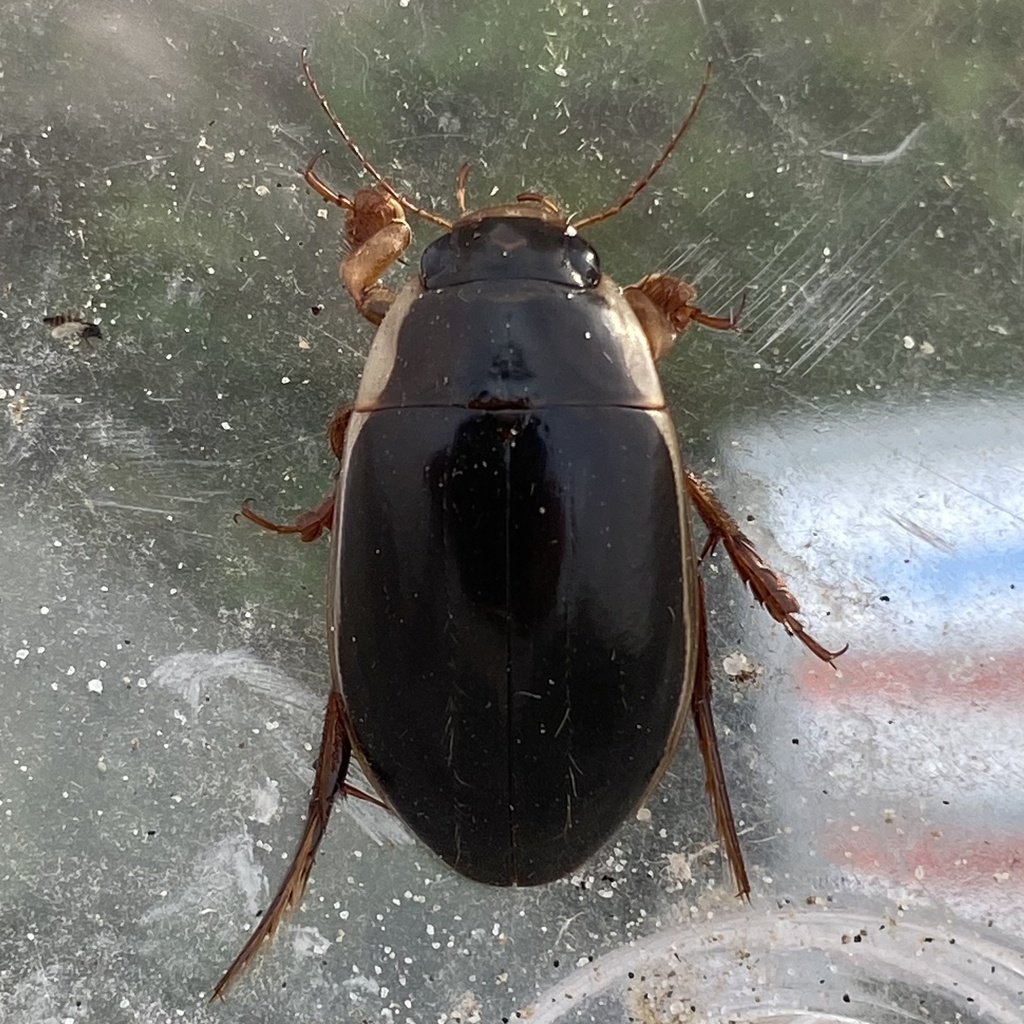 Understriped Diving Beetle from Fifth Line, Guelph/Eramosa, ON, CA on ...