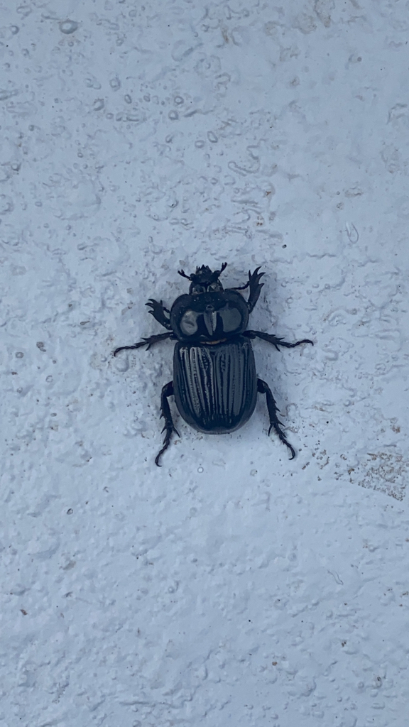 Triceratops Beetle from Clemson on July 2, 2022 at 09:30 AM by ...