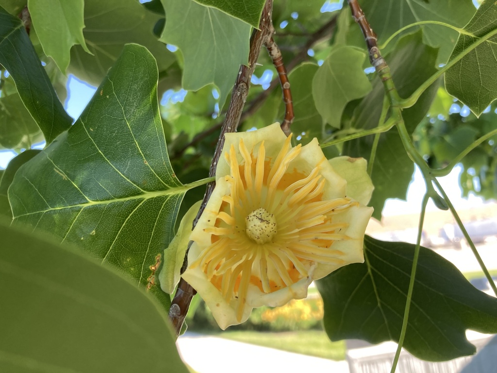 tulip tree from I-84 W, Boise, ID, US on June 29, 2022 at 09:43 AM by ...