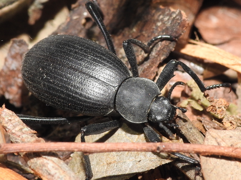 Eleodes from Dimmit County, TX, USA on June 19, 2022 at 10:38 PM by Sam ...